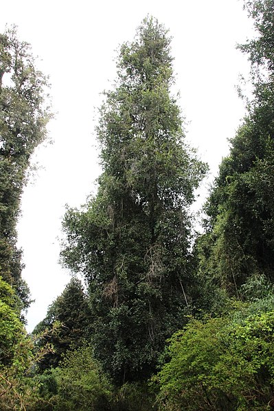 Trees in our Patagonia Forestry properties – Site Title